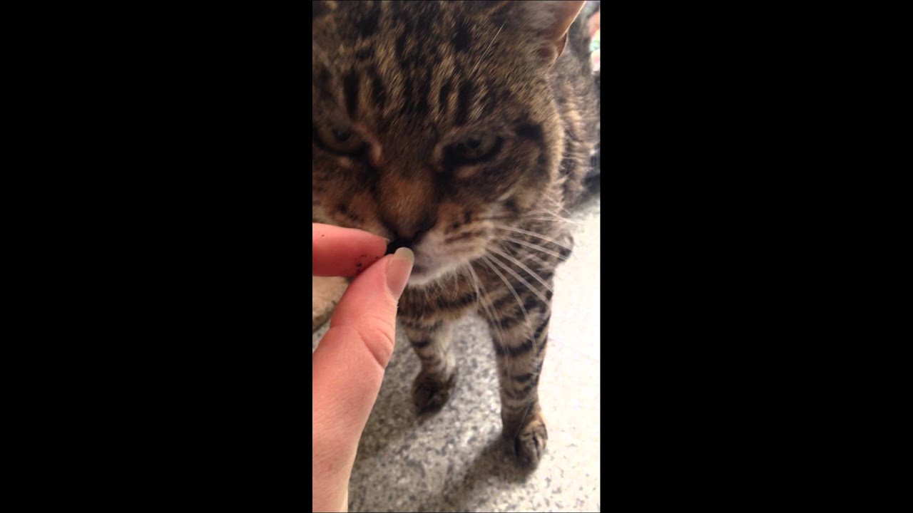 Cat Eating Oreos - YouTube