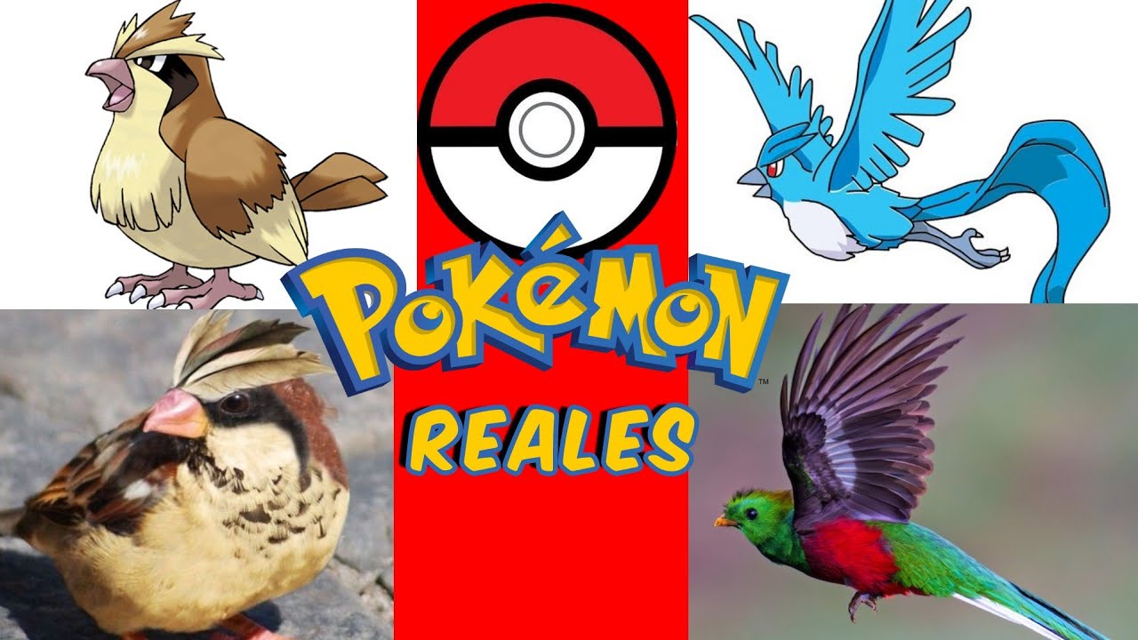 10 AVES POKÉMON que EXISTEN en la VIDA REAL!! ¿CONOCES A TODOS? - YouTube