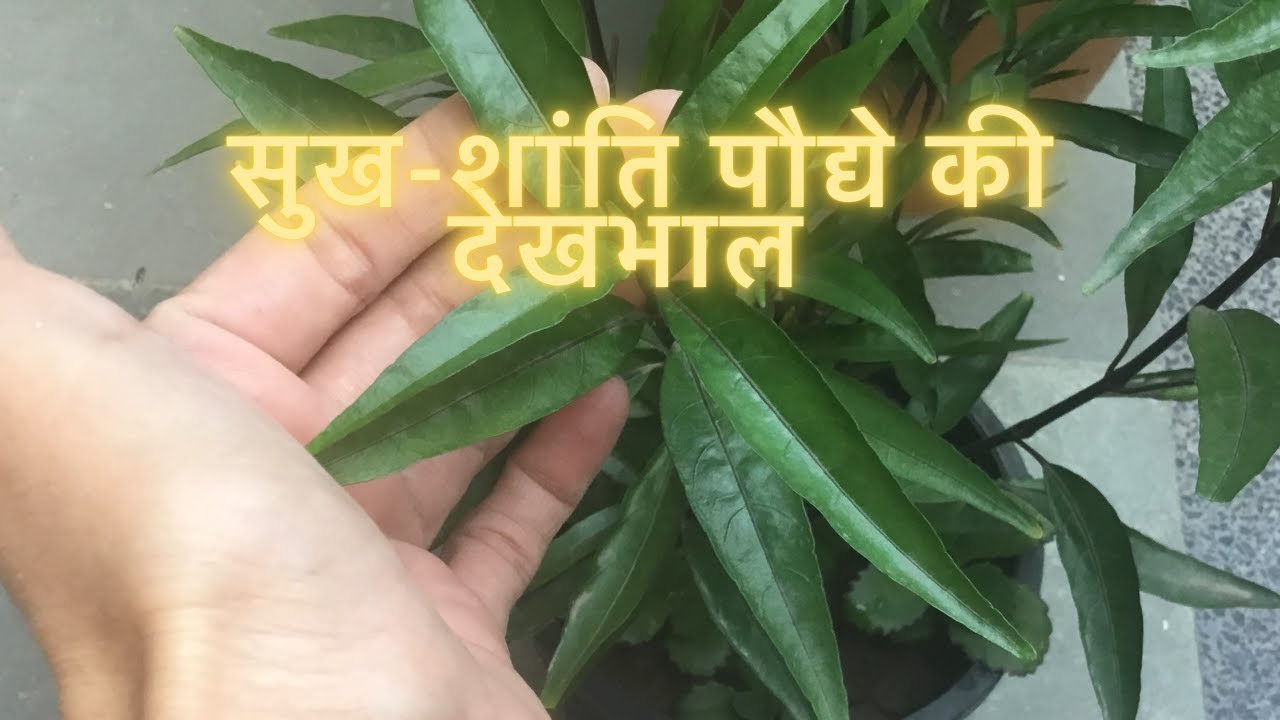 Sukh-Shanti plant care / Justicia plant care /सुख-शांति पौद्ये की ...