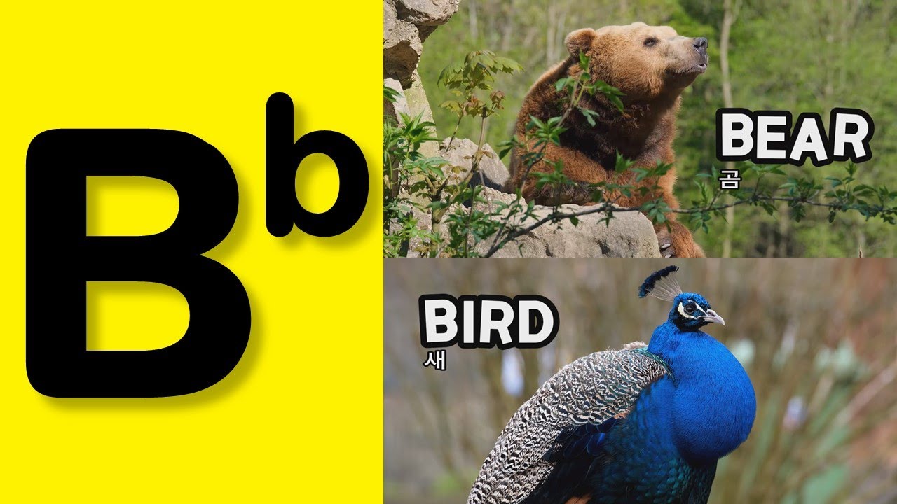 알파벳 "B"로 시작하는 단어는? 유아와 어린이를 위한 재미있게 따라하며 배우는 ABC 단어 공부 l ABC alphabet ...