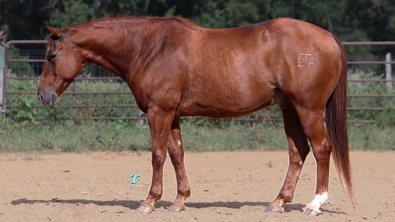 Little Cal Cat - YouTube