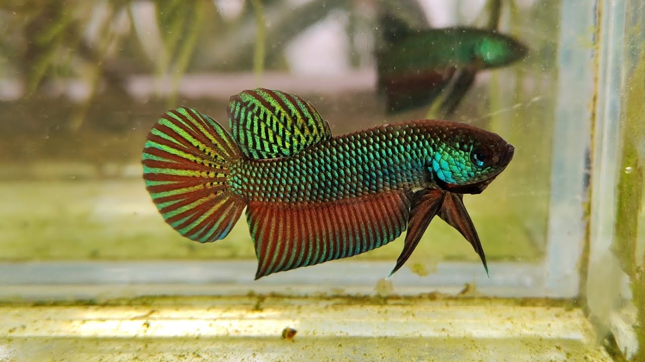 Đam mê Betta Stiktos #betta #bettafish #fish #wildbetta #cambodia - YouTube