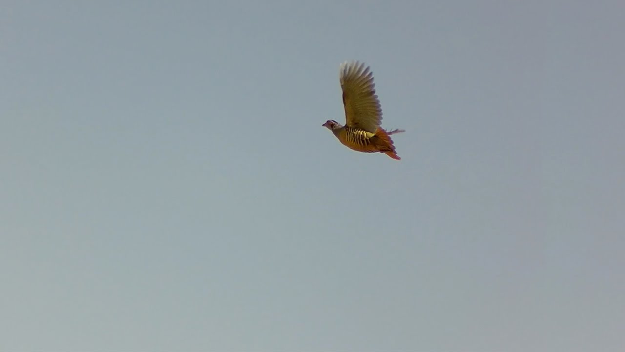 Perdrix gambra - Alectoris barbar - YouTube
