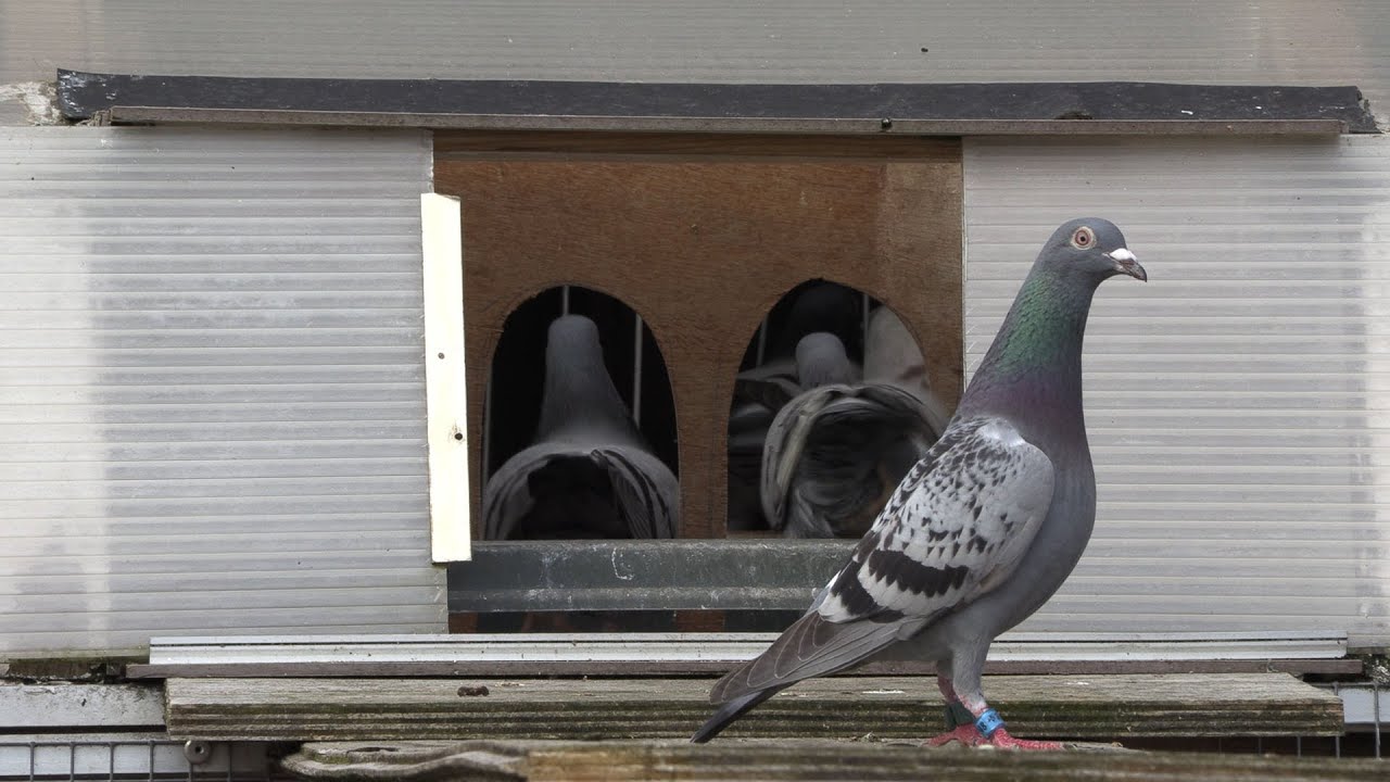 De Duif V12 def - YouTube