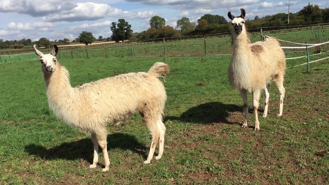 Adventurous new llamas - YouTube