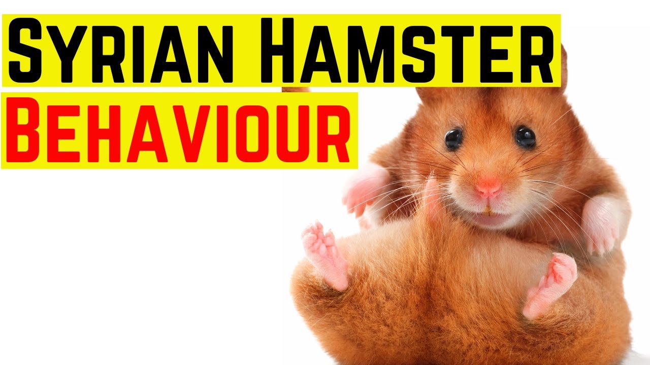 Syrian Hamster Behaviour ♥️ - YouTube