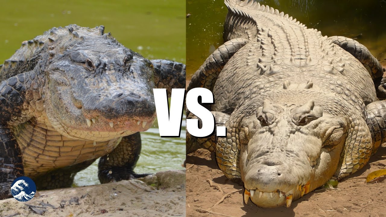 Alligators vs. Crocodiles | What's the difference? - YouTube