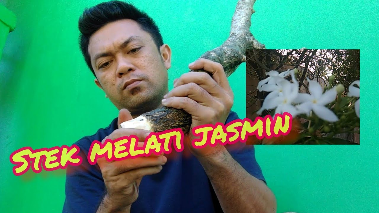 stek melati jasmin batang besar - YouTube