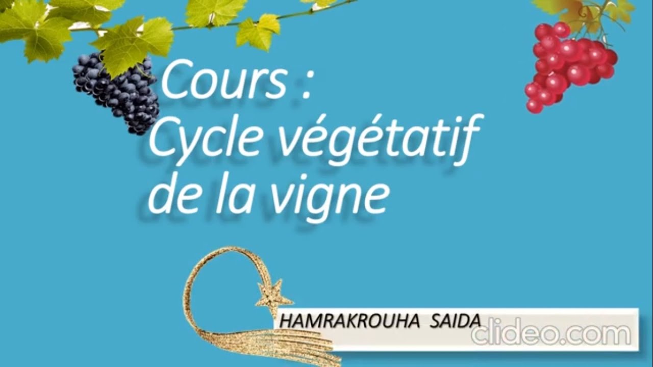Cycle de la vigne - YouTube
