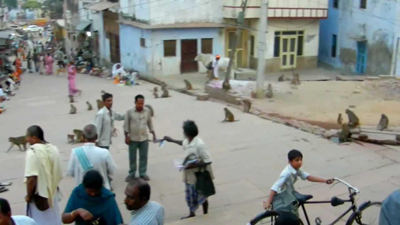 Streets full of monkeys in Vrindavan, India - YouTube