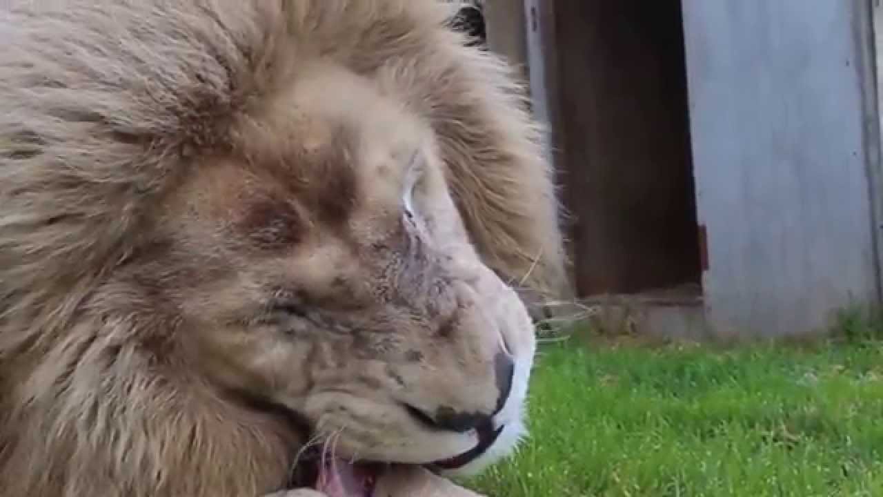 Lion eats cows tail - YouTube