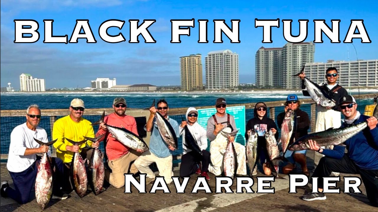 BLACK FIN TUNA - YouTube