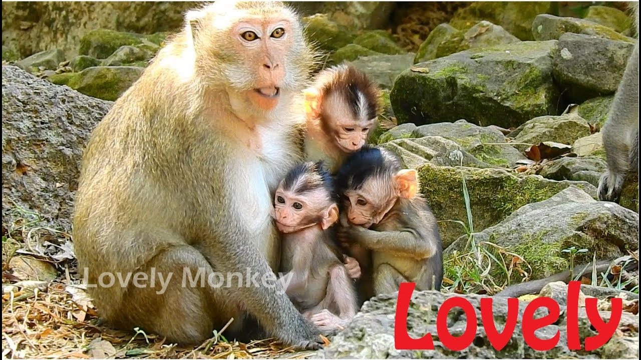 Jealous Those Baby Monkey Are Sweet With Each Other. They Make This ...