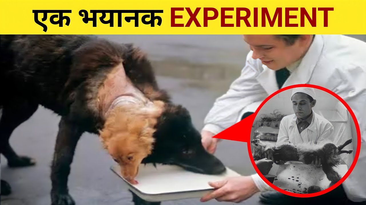 Two headed dog experiment || FactJob - YouTube
