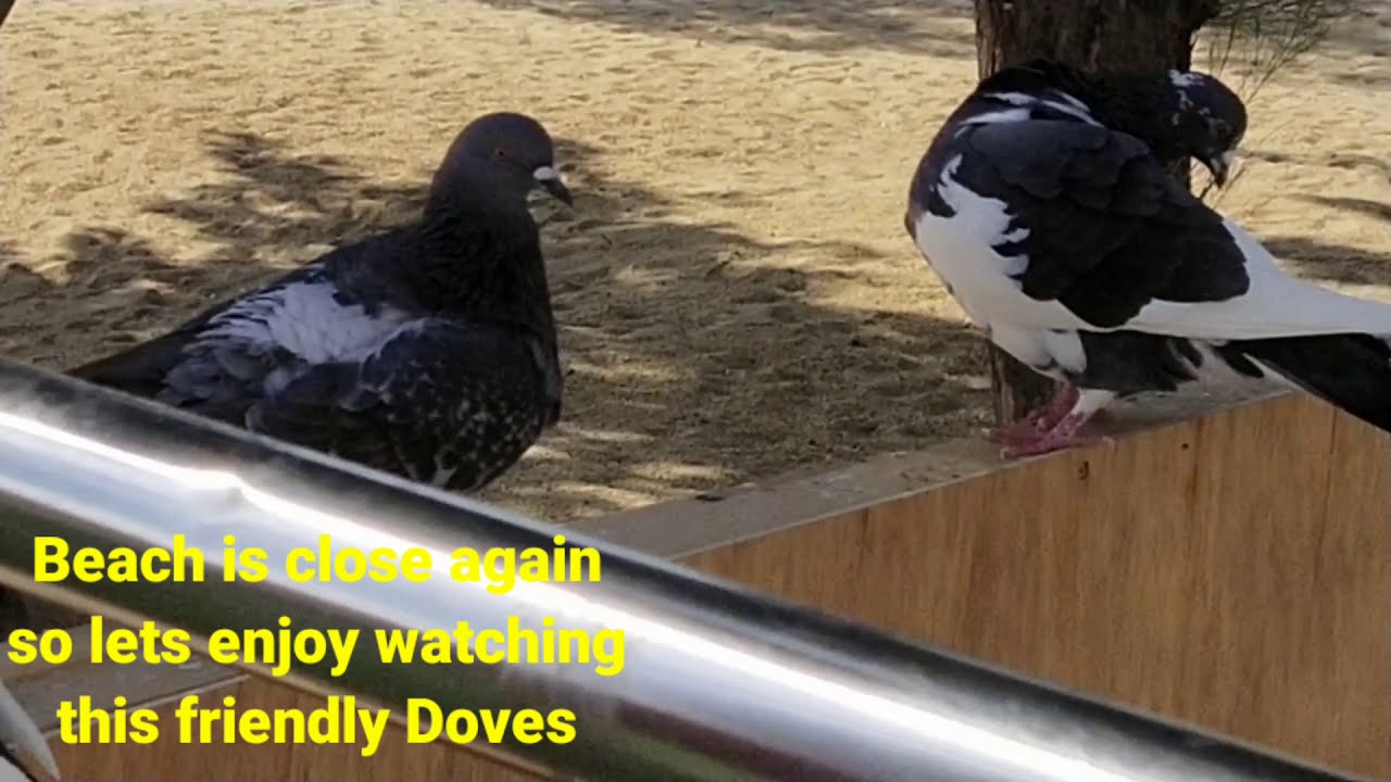 Beautiful friendly Dove - YouTube