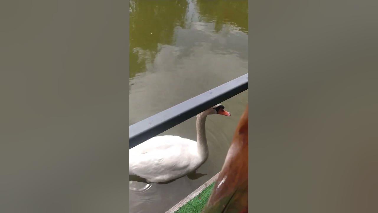Lacul Cu Lebede Birds Lebedeinlebe Youtube