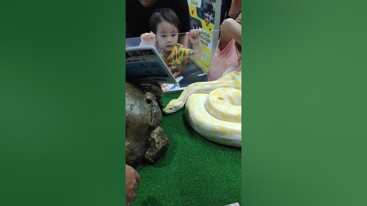 Myself touching yellow Python snake in Malaysia| It's very scary ...