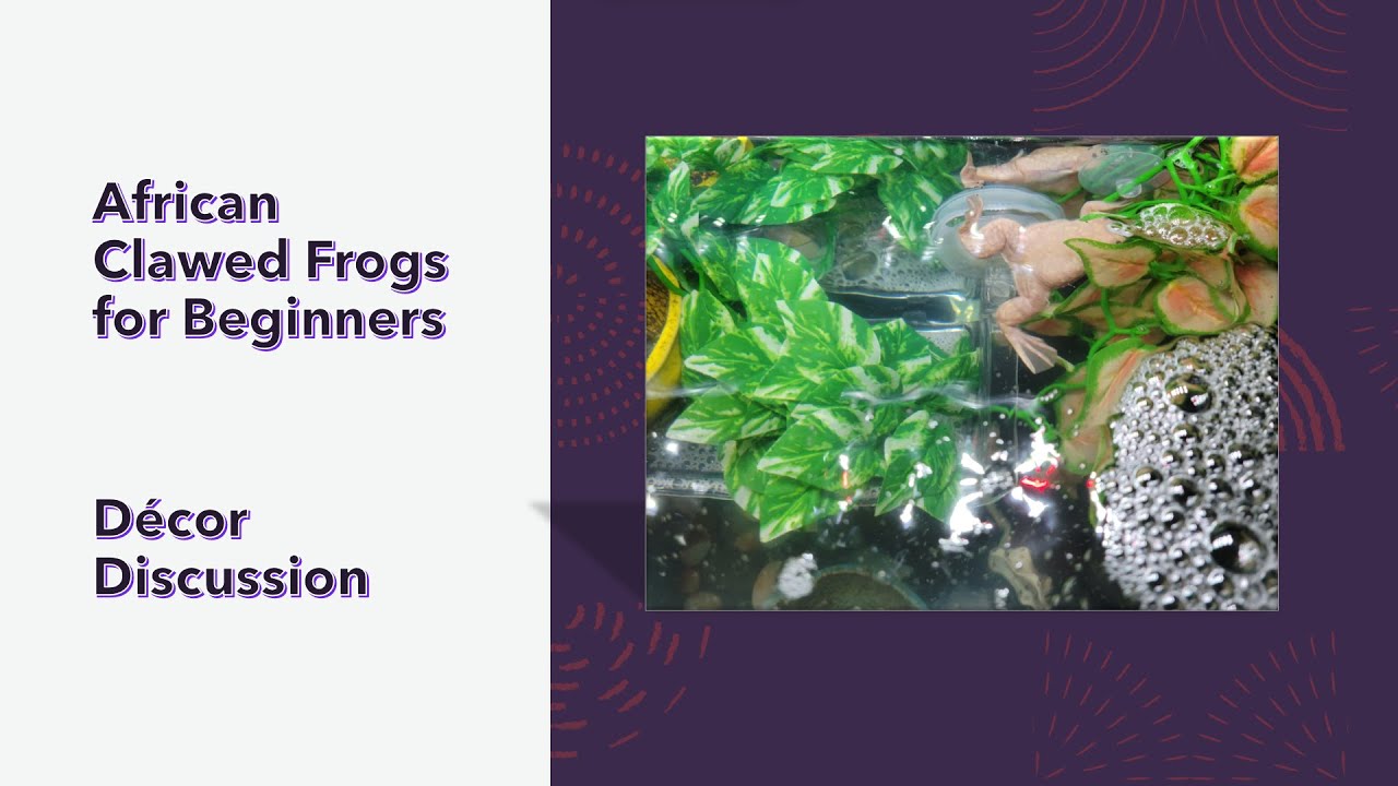 African Clawed Frogs for Beginners EP5: Tank Décor - YouTube