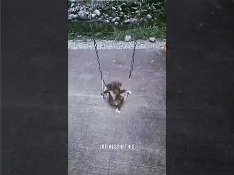 Salıncakta sallanan köpek