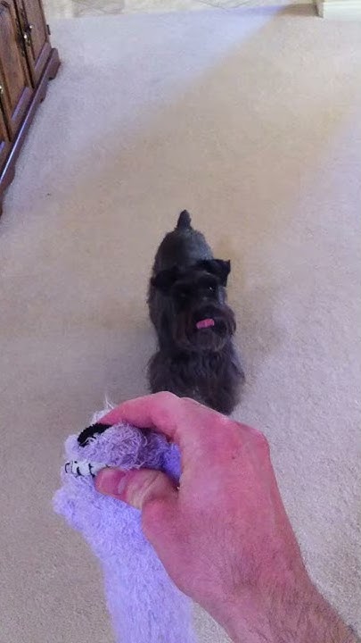 Dog licks face when toy squeaks - YouTube