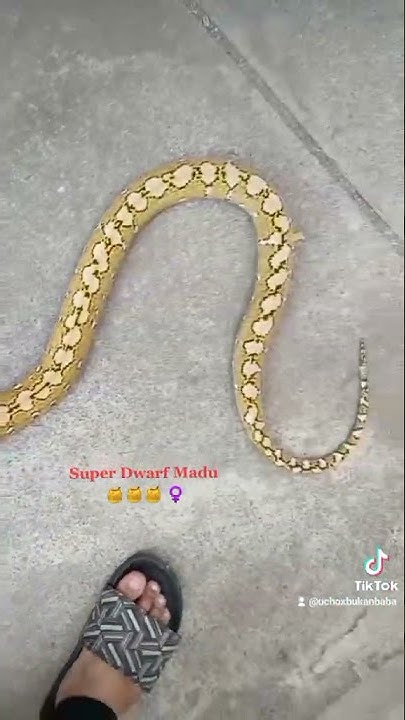 Reticulatus Super Dwarf Madu - YouTube