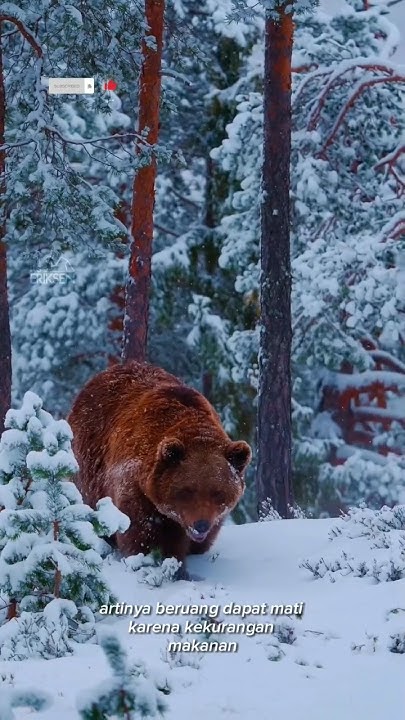 jadi ini alasan beruang melakukan hibernasi #shorts - YouTube