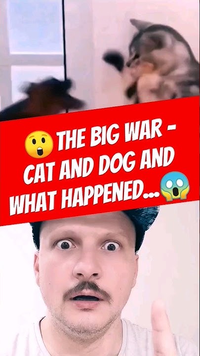 😲The big war! Cat vs dog 🙀🐶... and what happened... Great fight, so ...