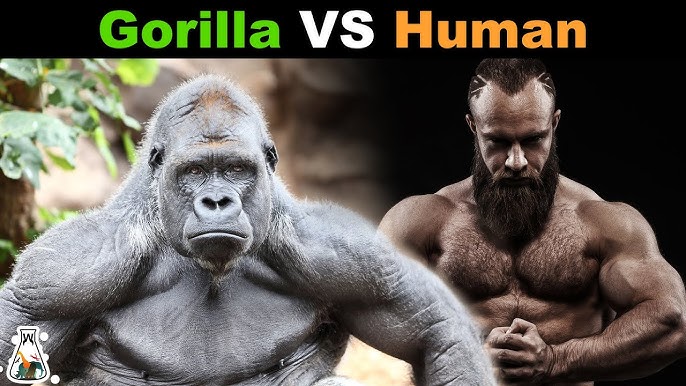 Gorilla Vs Man