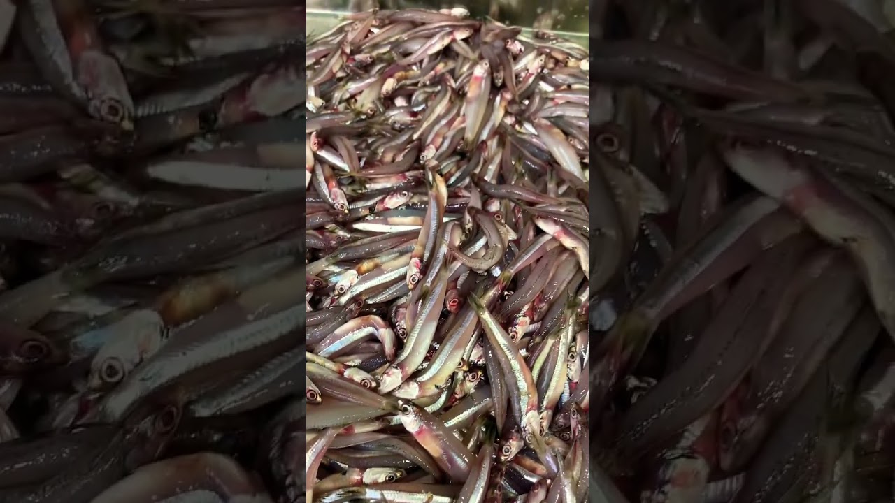 NETHOLI FISH / KOZHUVA FISH / NATHAL FISH | ANCHOVY FISH | | Fishes ...