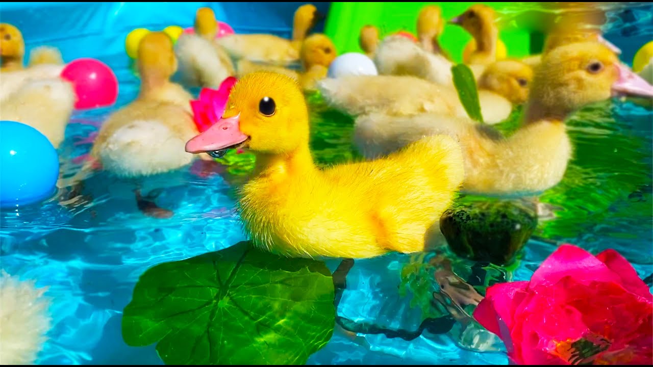 20 Ducklings in the pool with a colorful balls - YouTube