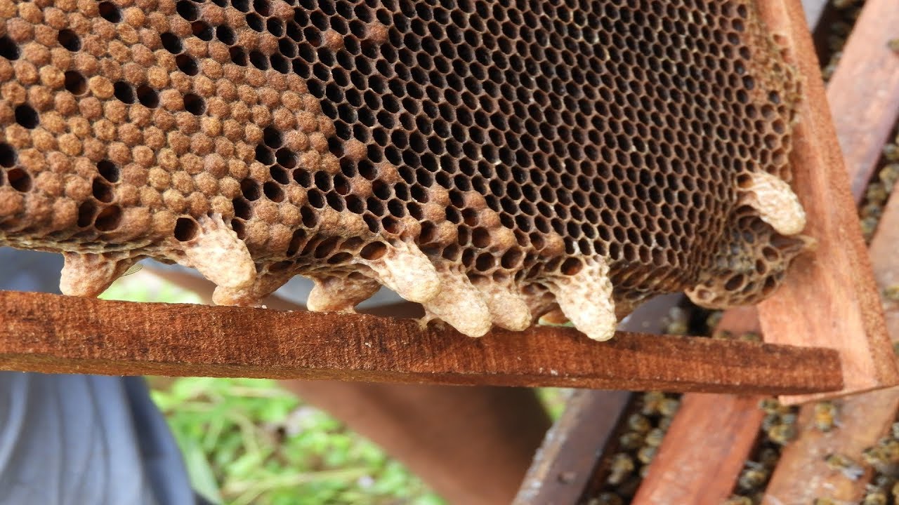 Honey Bee Queen Cells