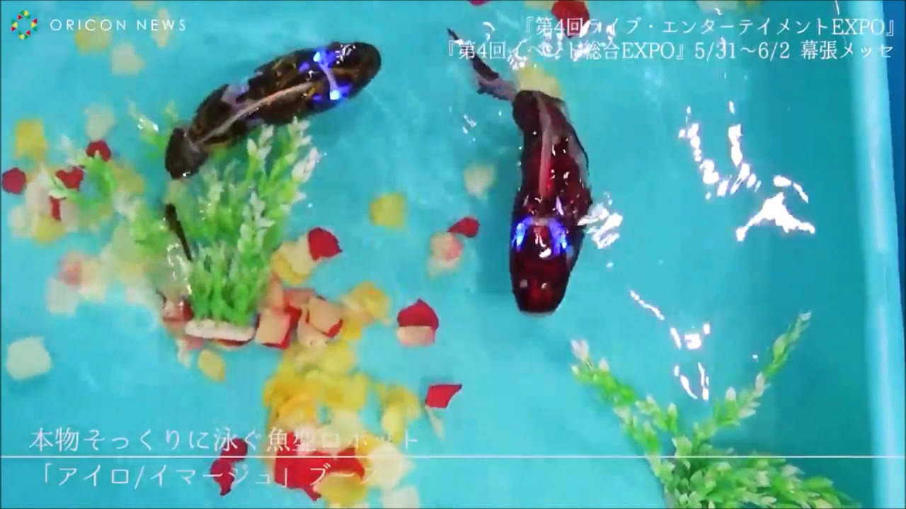 Robot fish,MIRO in CHIBA MAKUHARI-messe - YouTube