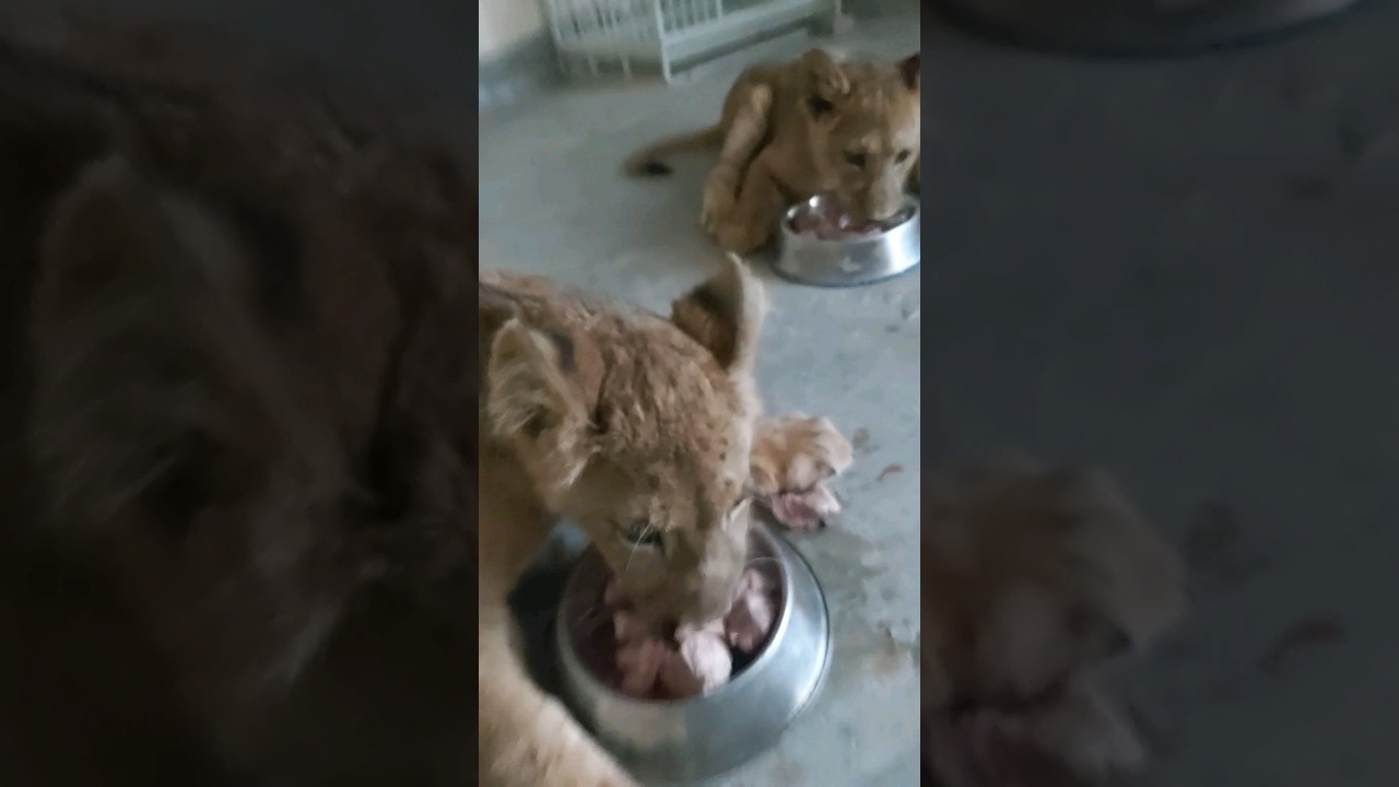 Lion cub eating meat #animals #lion #nature #shorts #shortvideo - YouTube