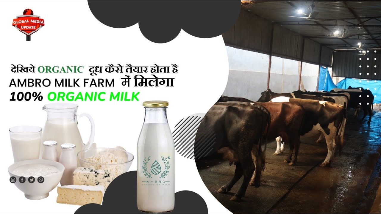 अब Ranchi में मिलेगा 100% Pure Organic Milk | AMBRO ...