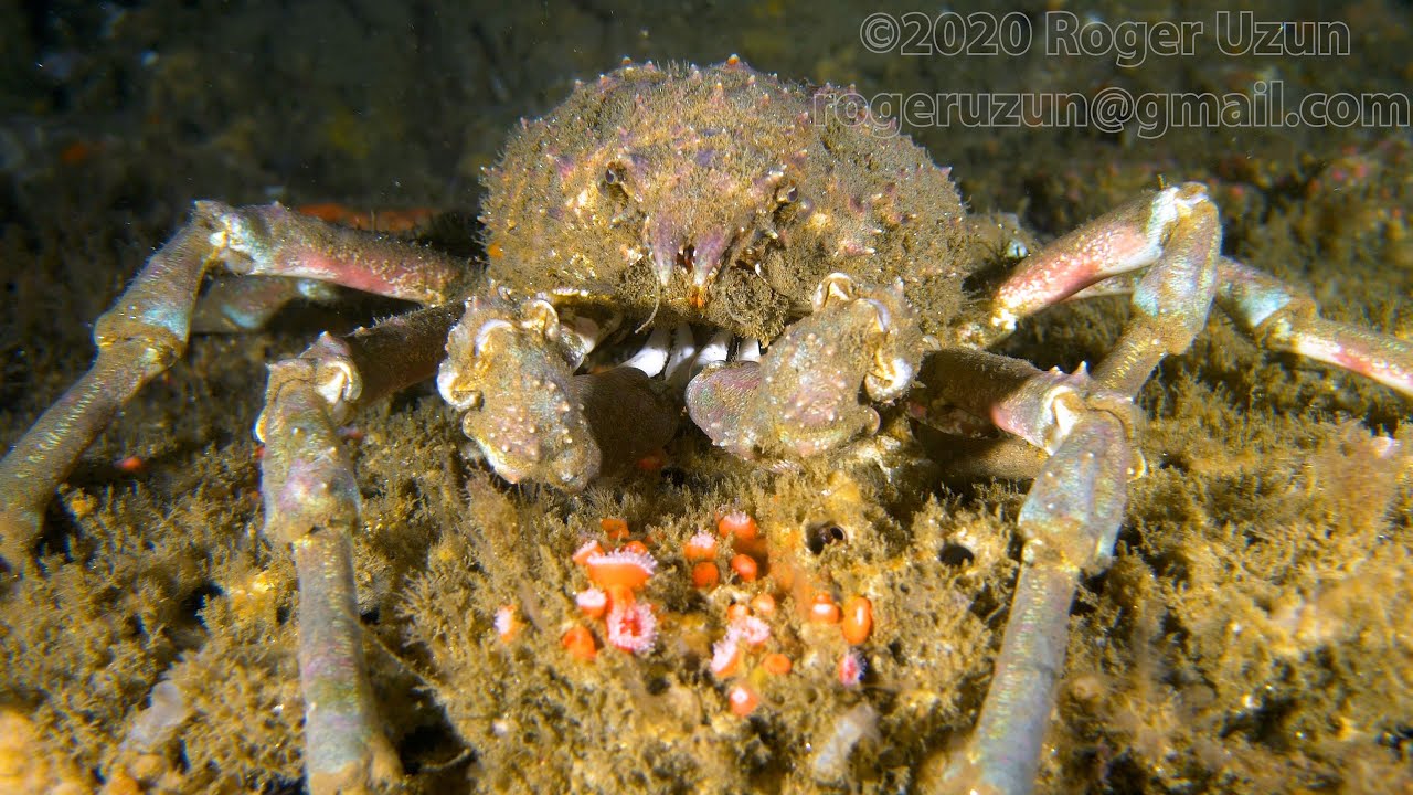 HDObservations : Sheep Crab (4K UHD) - YouTube