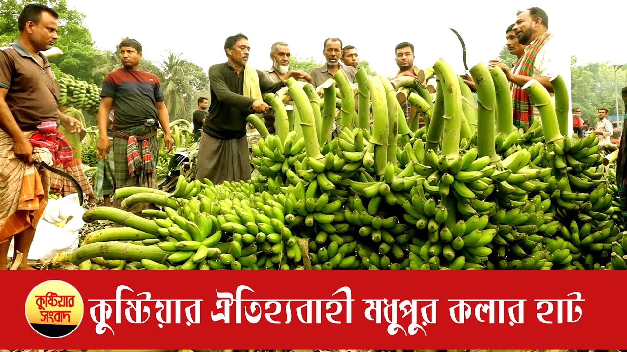 কুষ্টিয়ার ঐতিহ্যবাহী মধুপুর কলার হাট | Big Banana | Banana Market ...