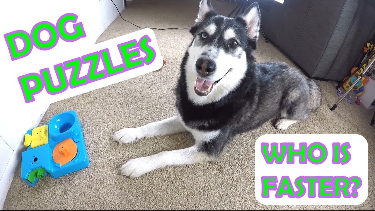 SIBERIAN HUSKY | Mental Stimulation Games - YouTube