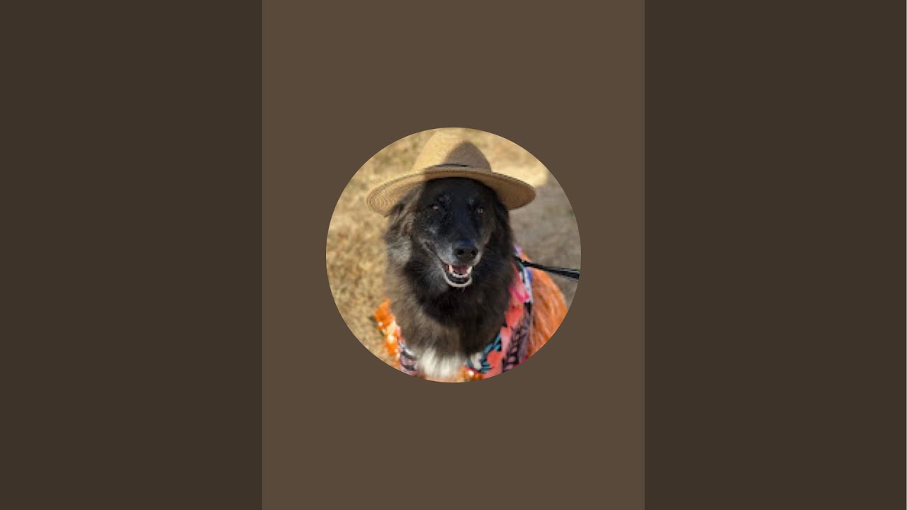 Halloween Yappy Pack is live! - YouTube