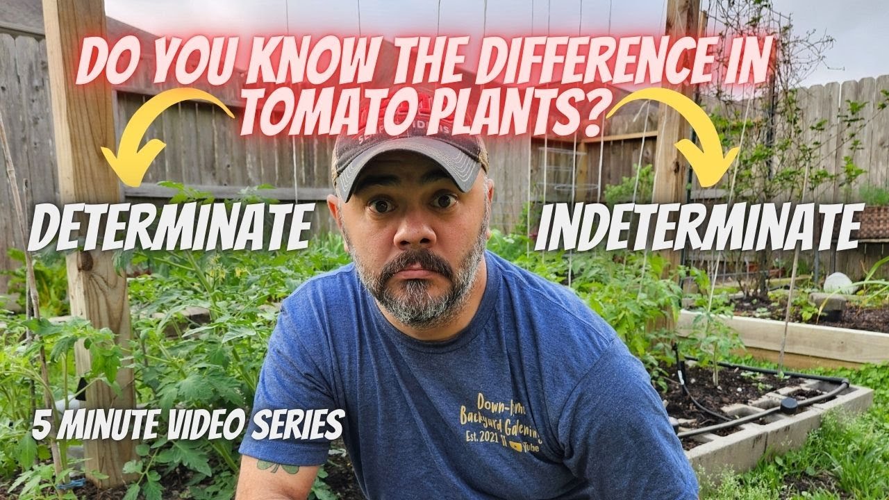 Tomato Talk: Determinate v. Indeterminate, What's the Difference? || DHBG - YouTube