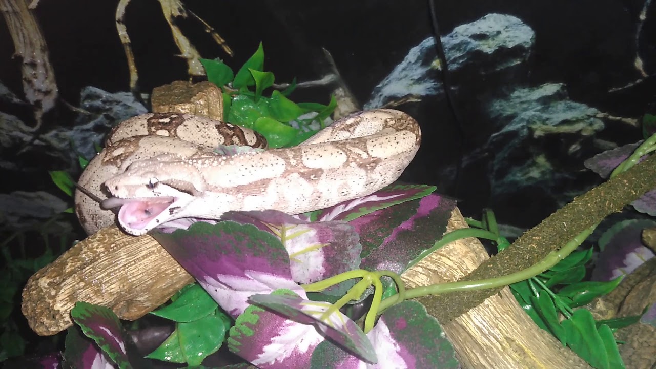 Colombian "bi" boa swallowing rat - YouTube