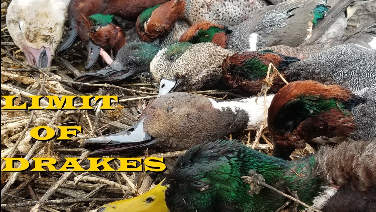 AWESOME Hunt in the Fog! Having a Blast with Dad! | California Duck ...