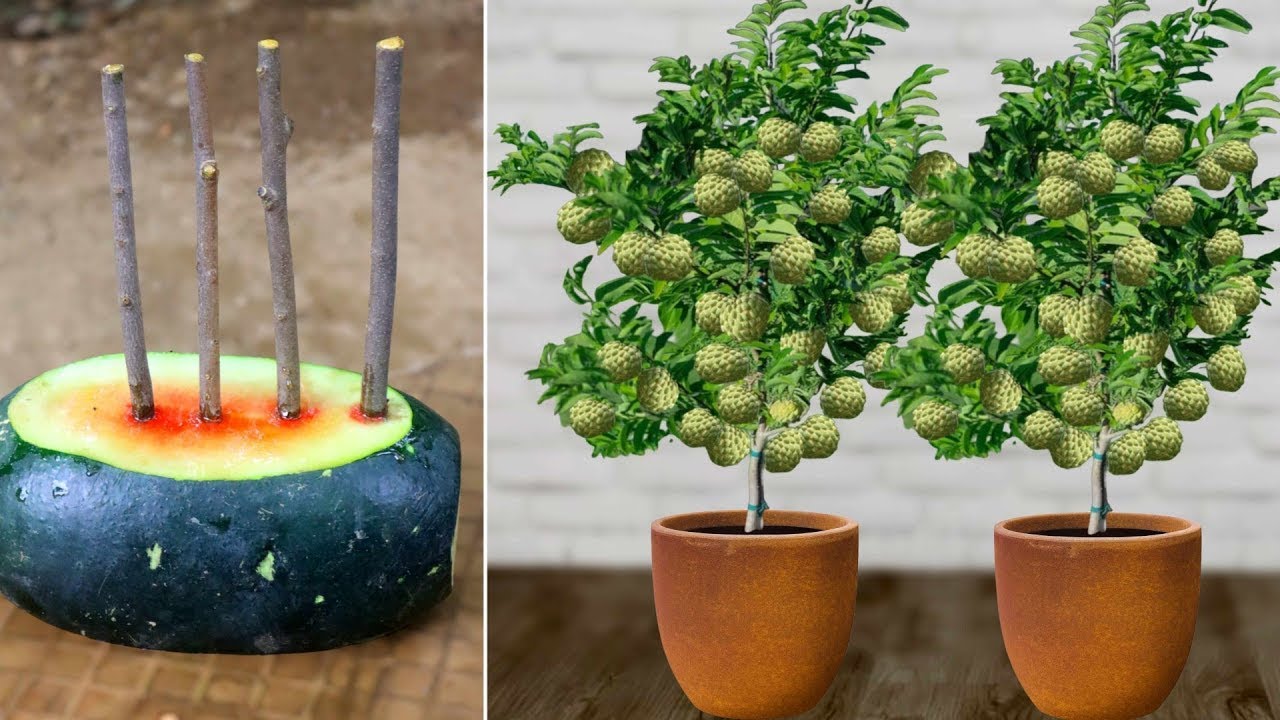 Unique idea : Custard Apple Tree grafting | How to grow custard apple ...