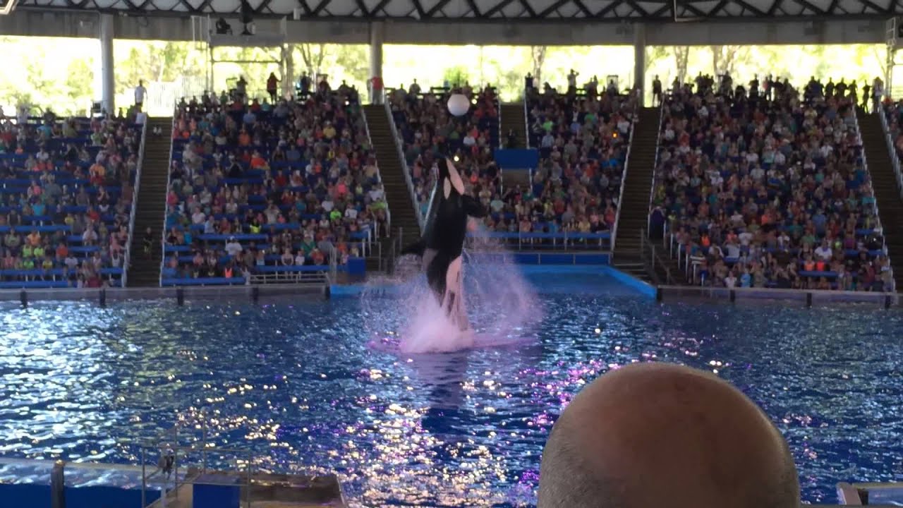 orca ball jump - YouTube