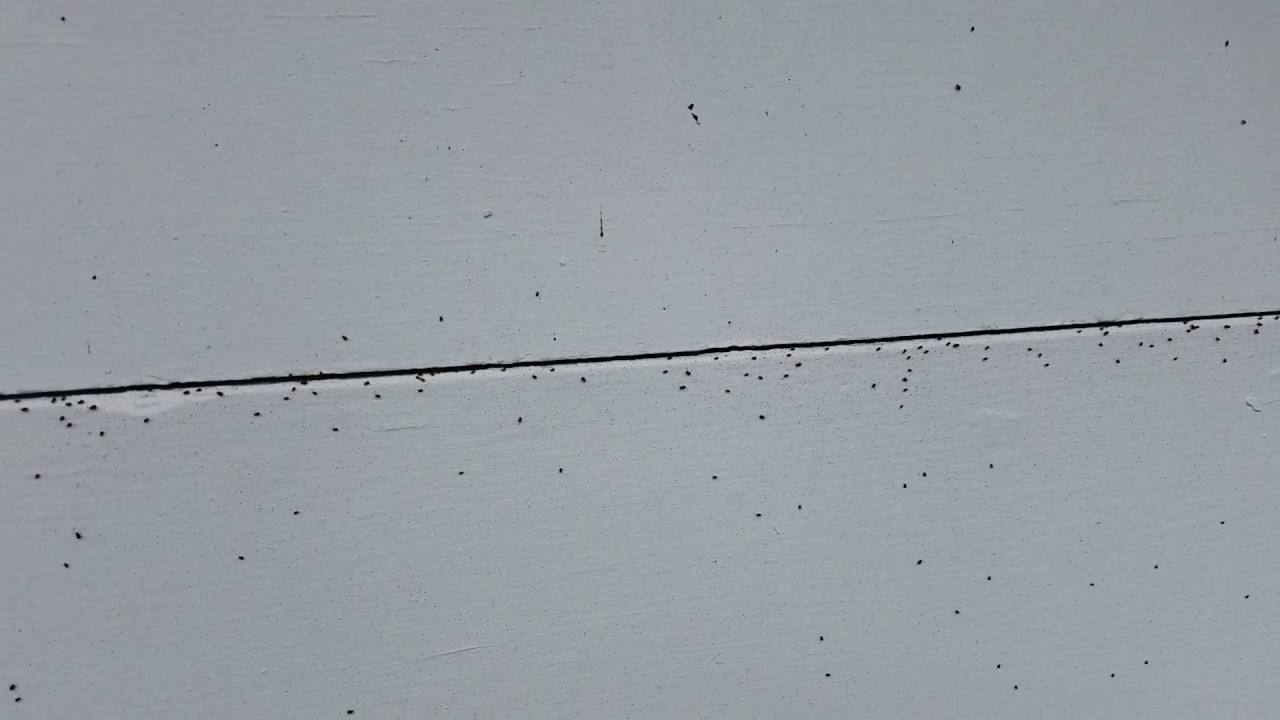 50 degrees high humidity bugs on garage door - YouTube