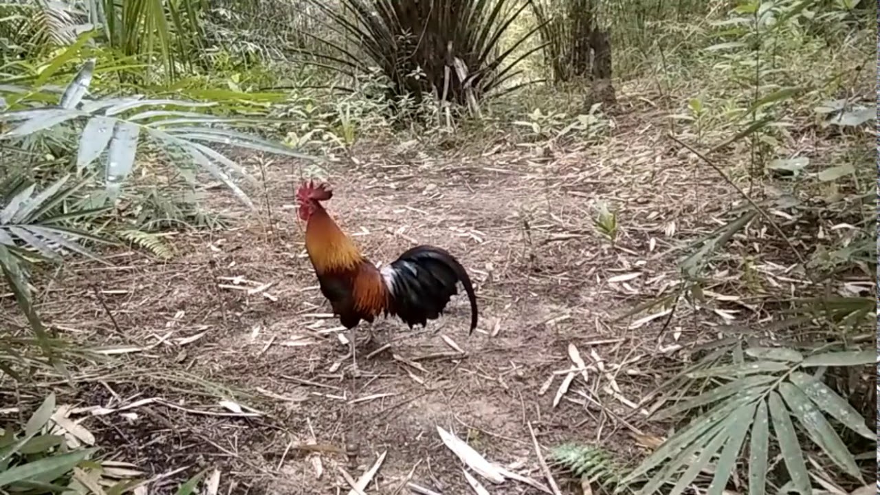 Bay ga rung 28 11 2019 - YouTube