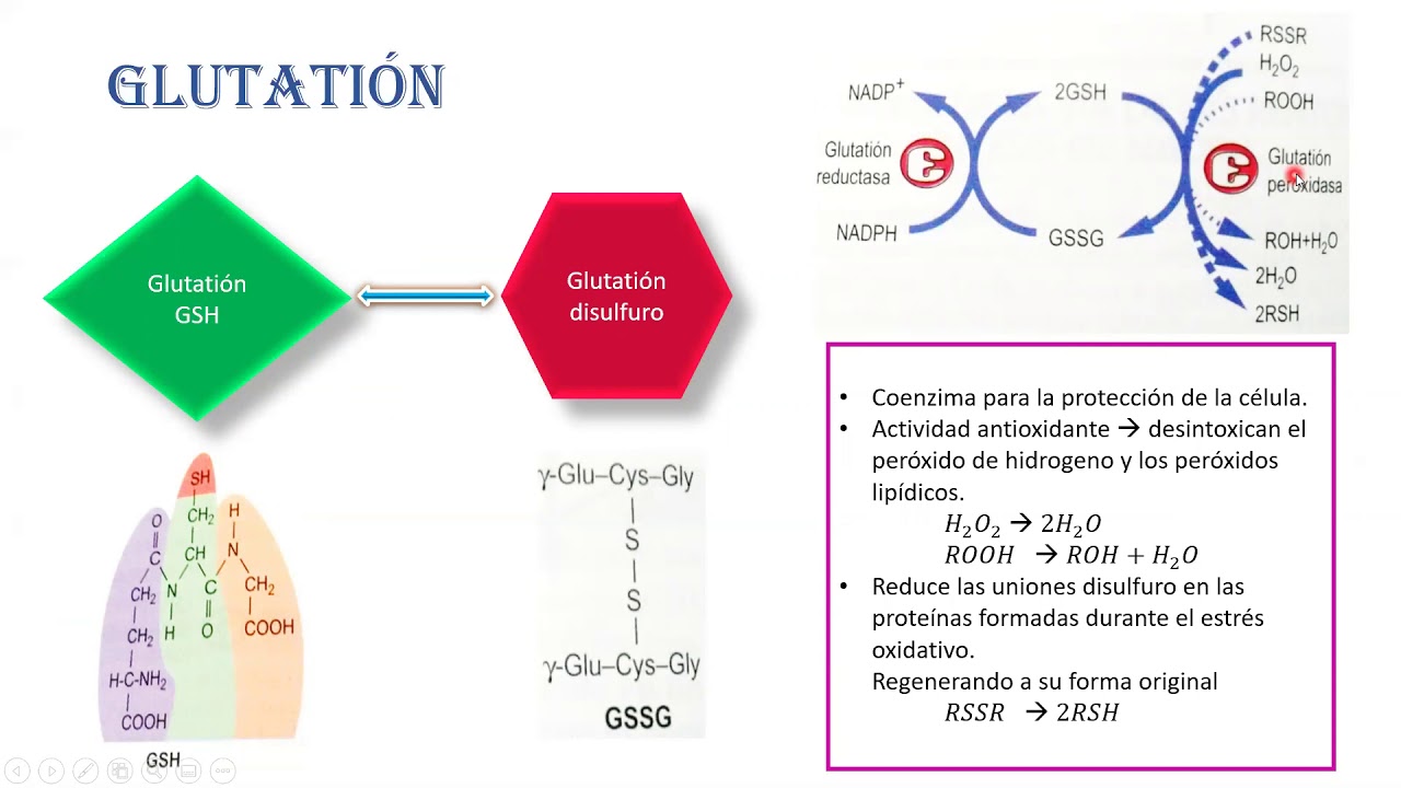 Vía de los polioles - YouTube
