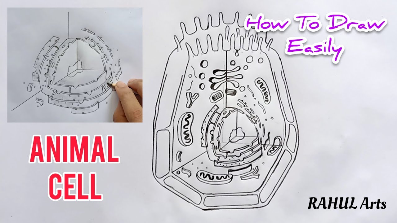 How to Draw Animal Cell - YouTube