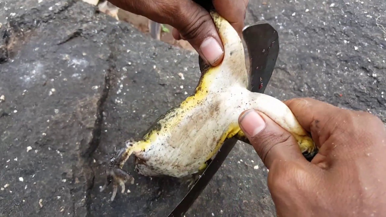 Live frog Surgery of legs by two Medical Students in Dangs. - YouTube