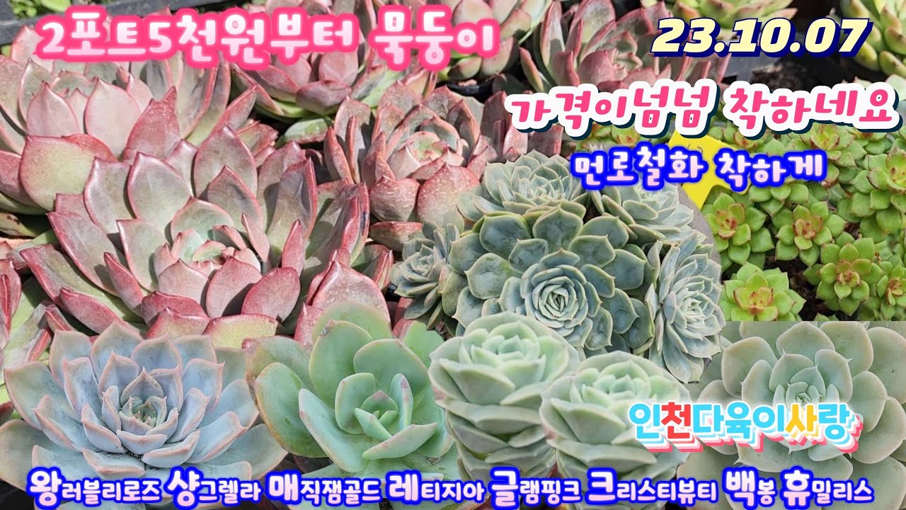 다육이사랑2착한국민다육2포트5천~묵둥이왕러블리로즈2포트5천샹그렐라매직쨈골드레티지아글램핑크온슬로우크리스티뷰티백봉