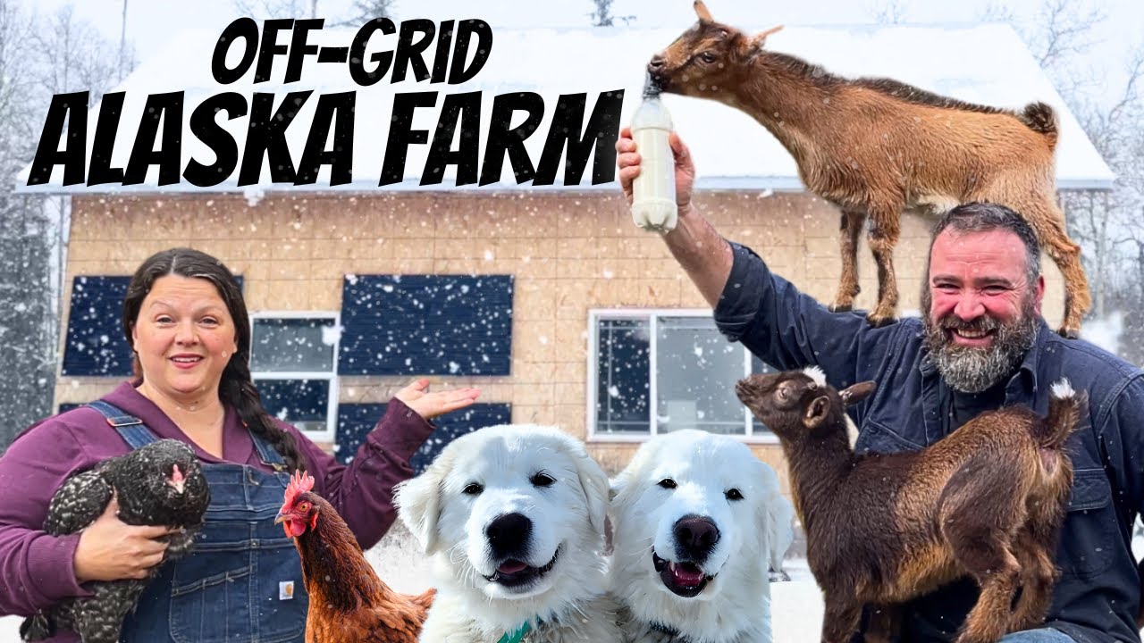 Our Little Farm Life in Alaska: Raising Livestock in the Last Frontier ...